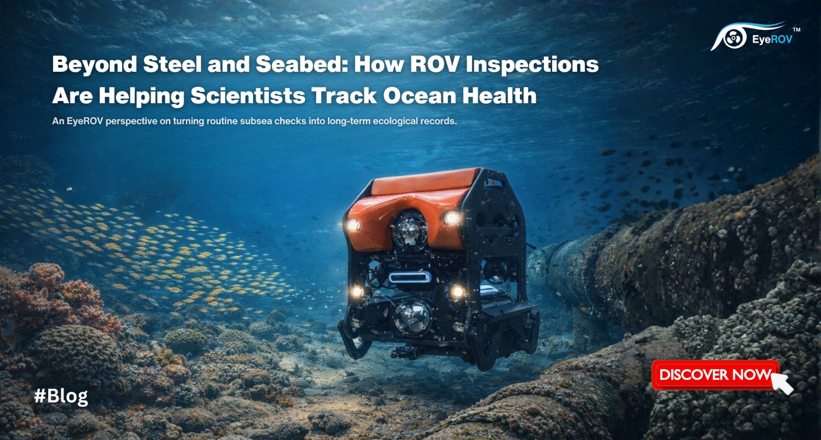 Beyond Steel and Seabed: How ROV Inspections Are Helping Scientists ...